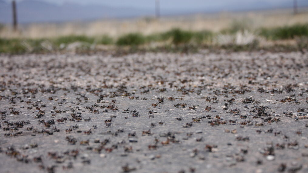 Robert Scotellaro: “A Sky Full of Crickets,” flash fiction triptych for ...